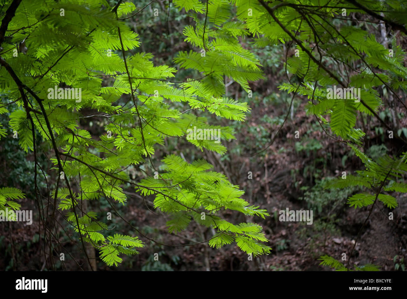 Jungle leaves hi-res stock photography and images - Alamy