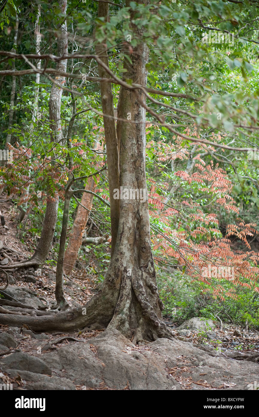 Tree thick trunk in tropical hi-res stock photography and images - Alamy