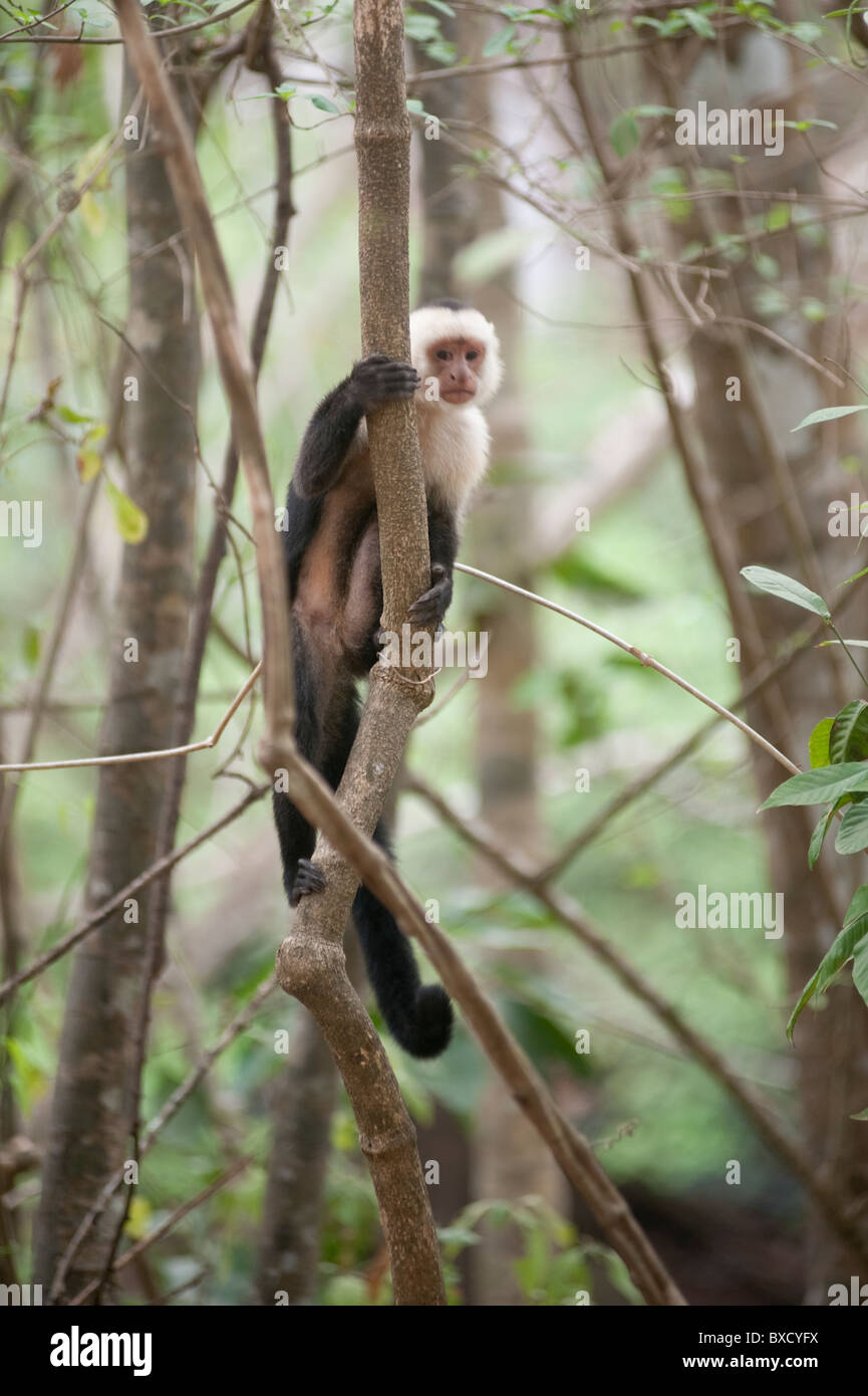 White-throated Capuchin Monkeys seated in the jungles of Costa Rica ...