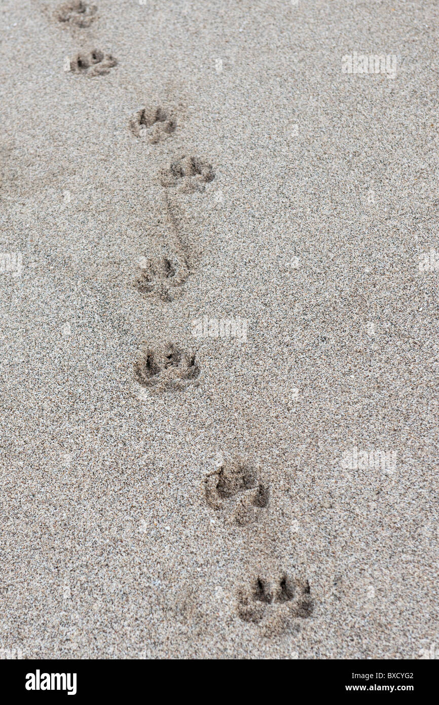 Single puppy paw prints hi-res stock photography and images - Alamy