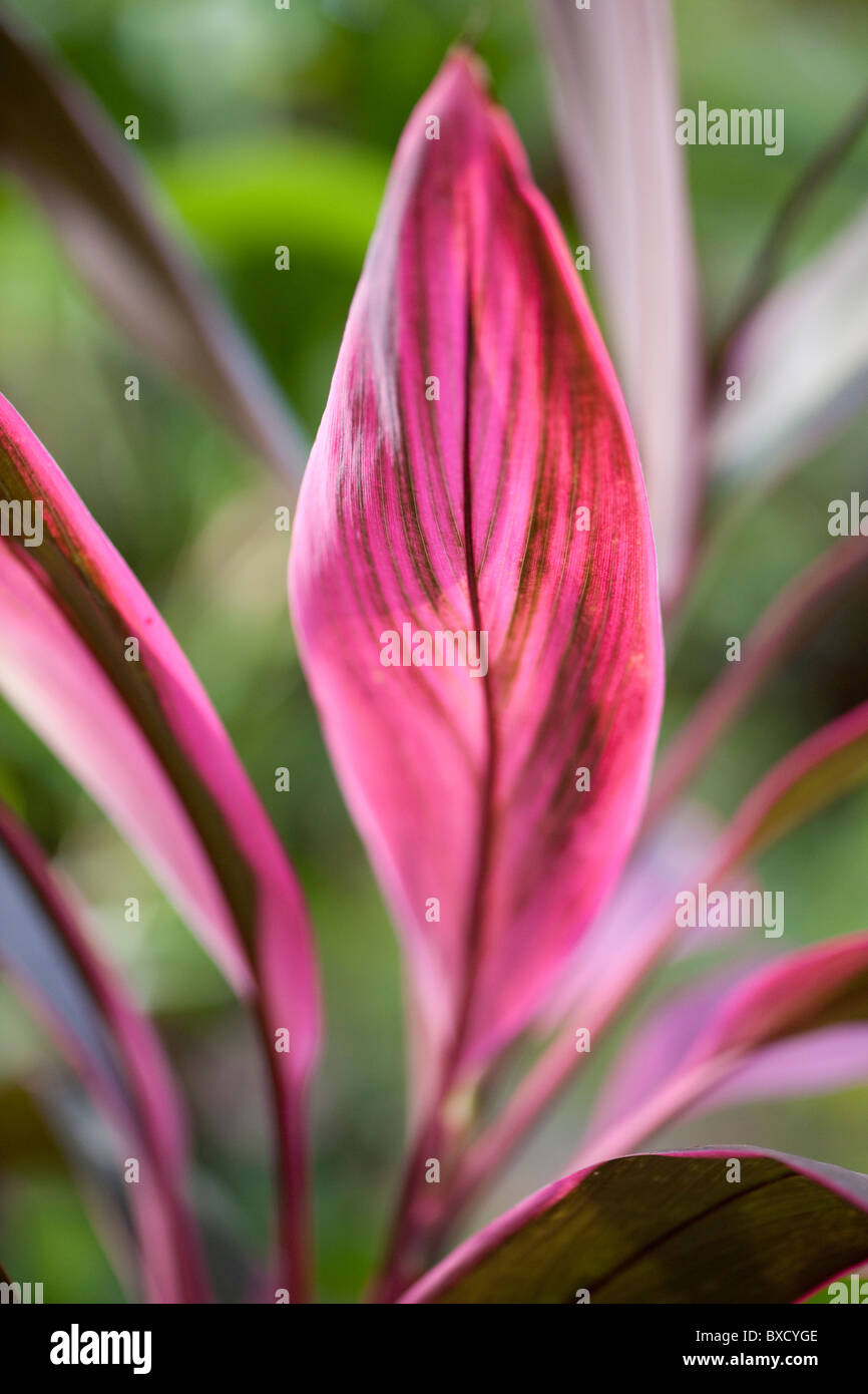Pink leaves on a tropical plant in Costa Rica Stock Photo - Alamy