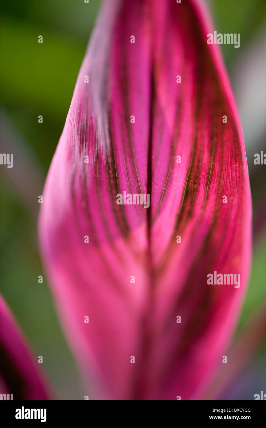Pink leaves on a tropical plant in Costa Rica Stock Photo - Alamy