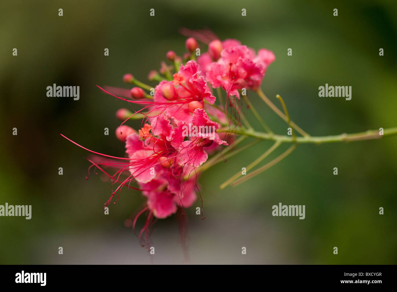 Pink tropical flower in Costa Rica Stock Photo - Alamy