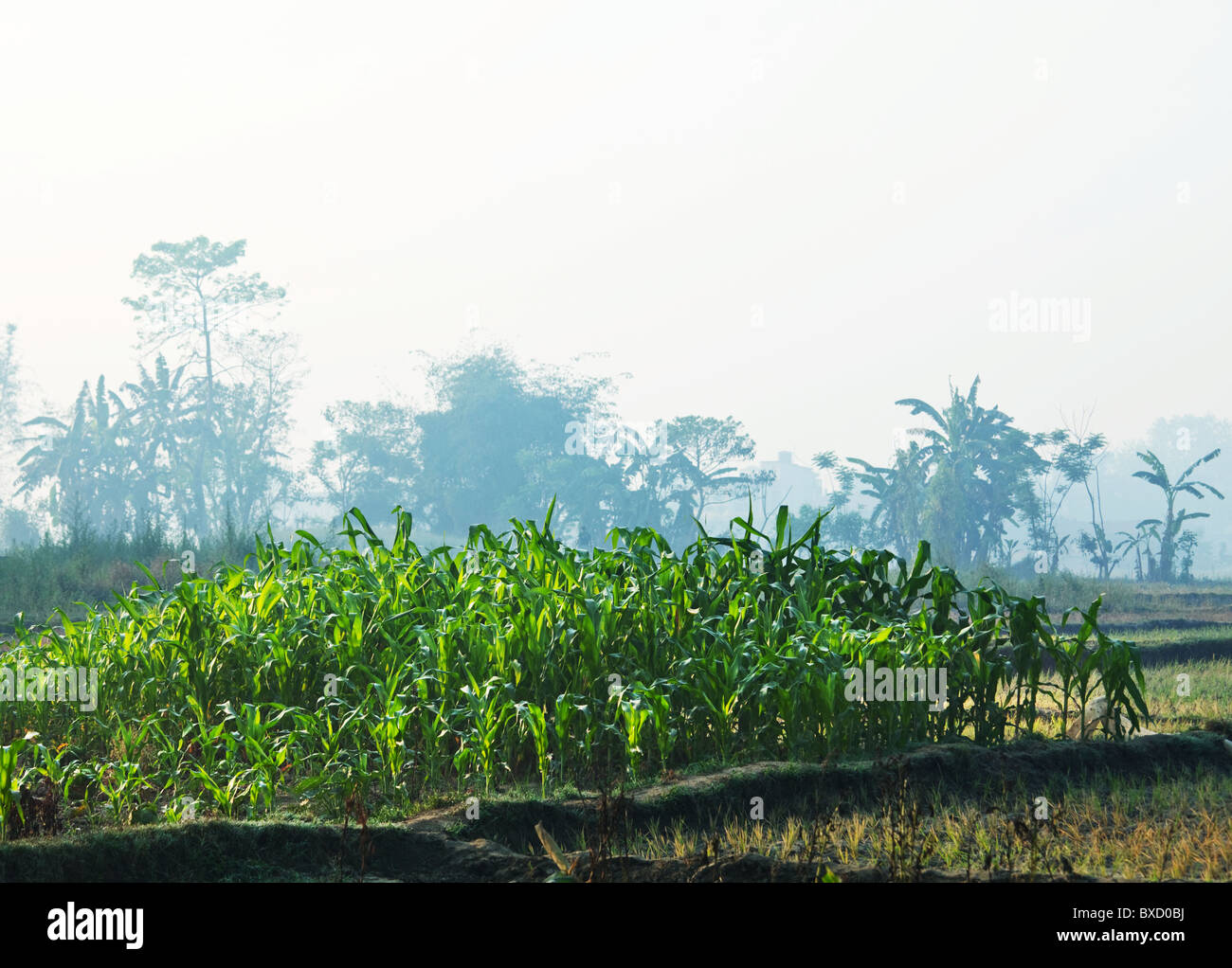 Corn field in village Chitvan,Nepal Stock Photo - Alamy