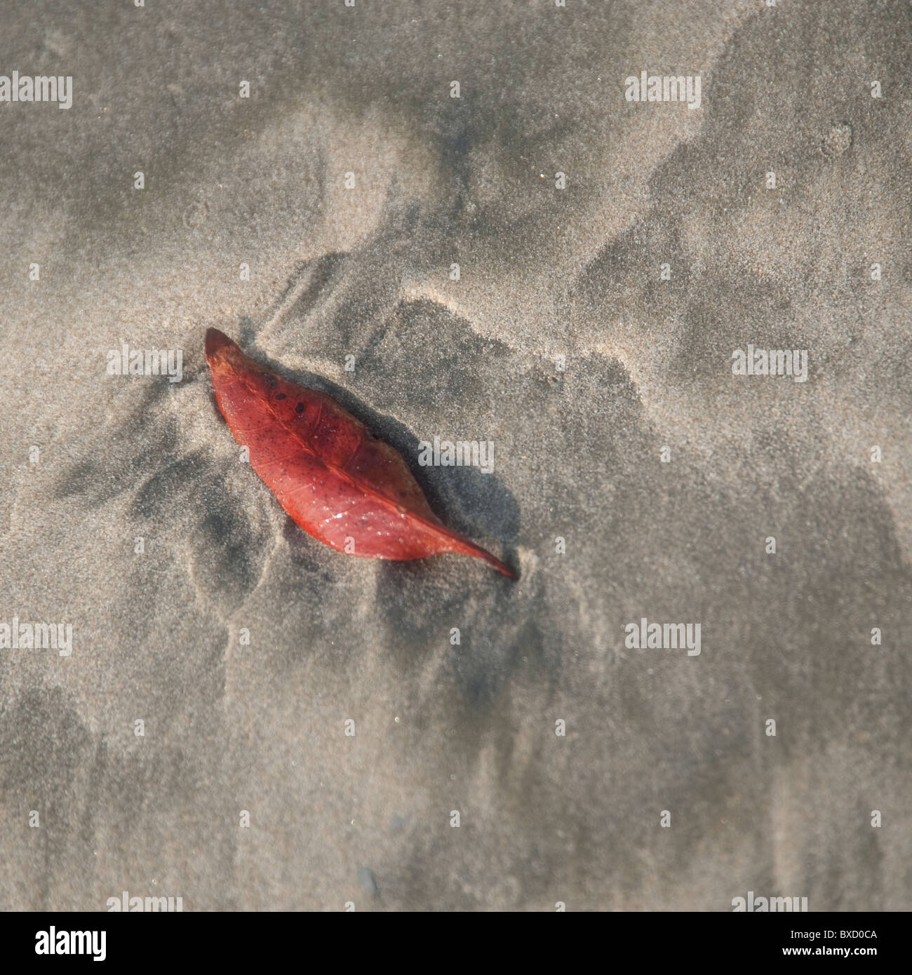 Red Sandy Soil High Resolution Stock Photography and Images - Alamy