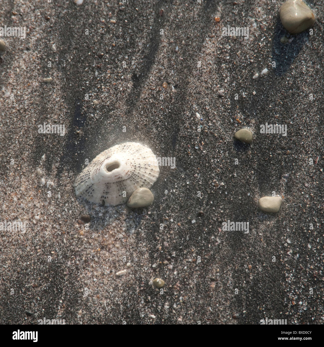 Sea shells along the beach in Costa Rica Stock Photo - Alamy