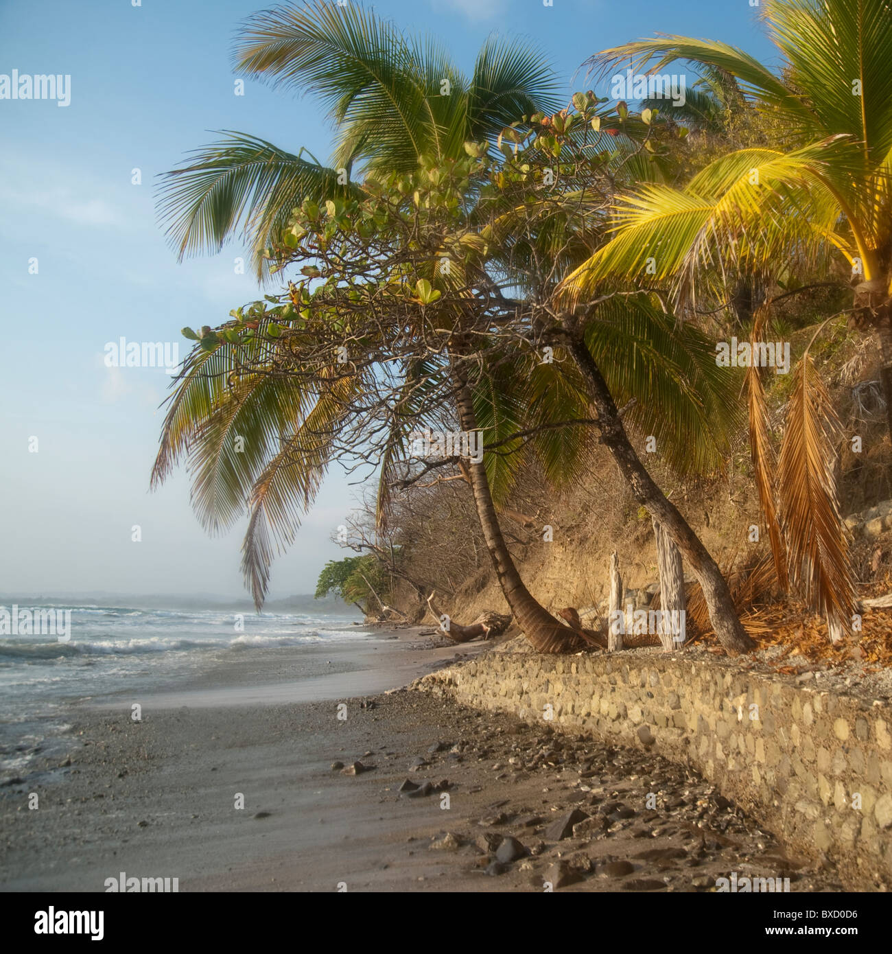 Palm trees along Costa Rica shoreline Stock Photo - Alamy