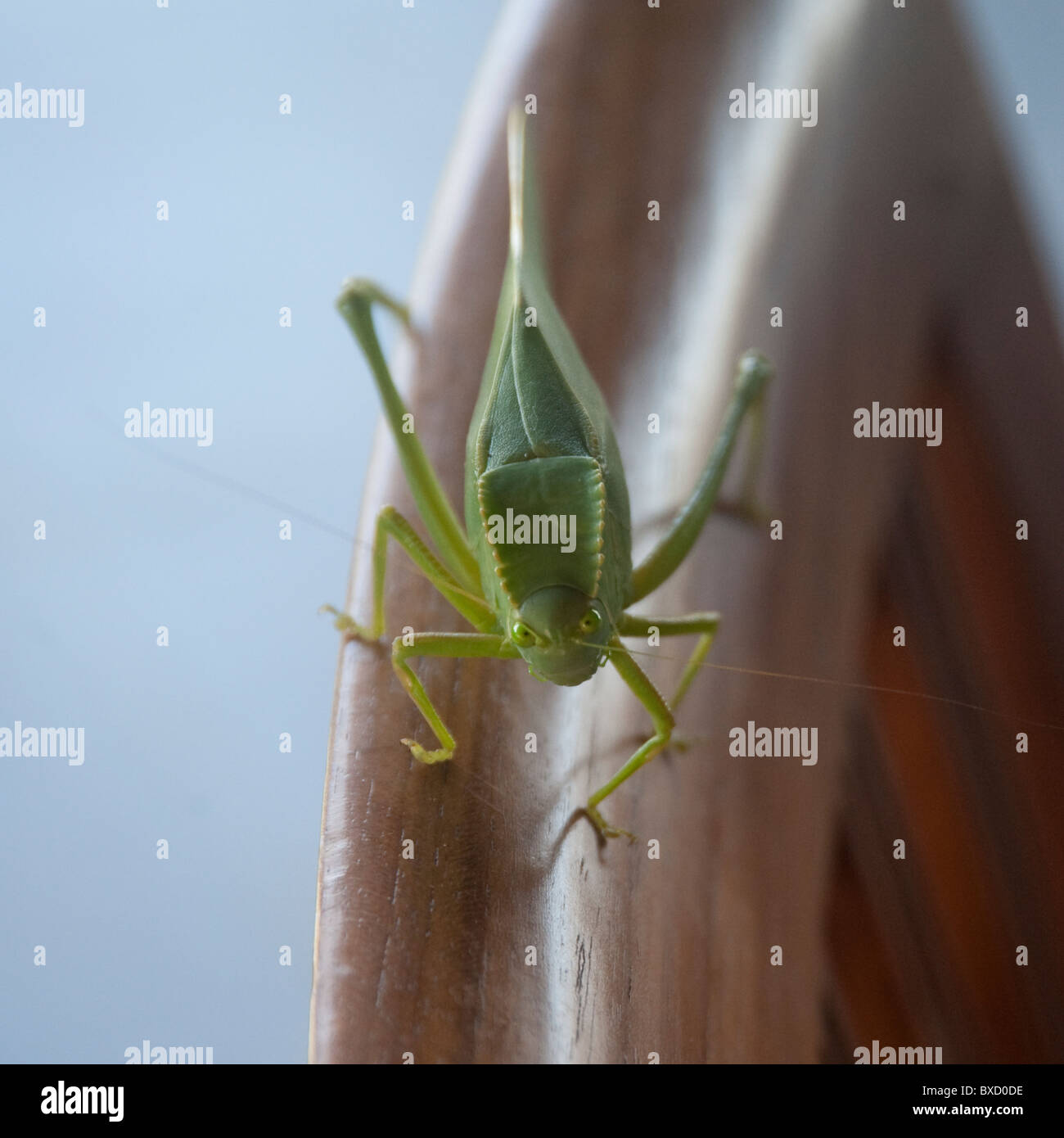 Green insect crawling along a branch in Costa Rica Stock Photo - Alamy