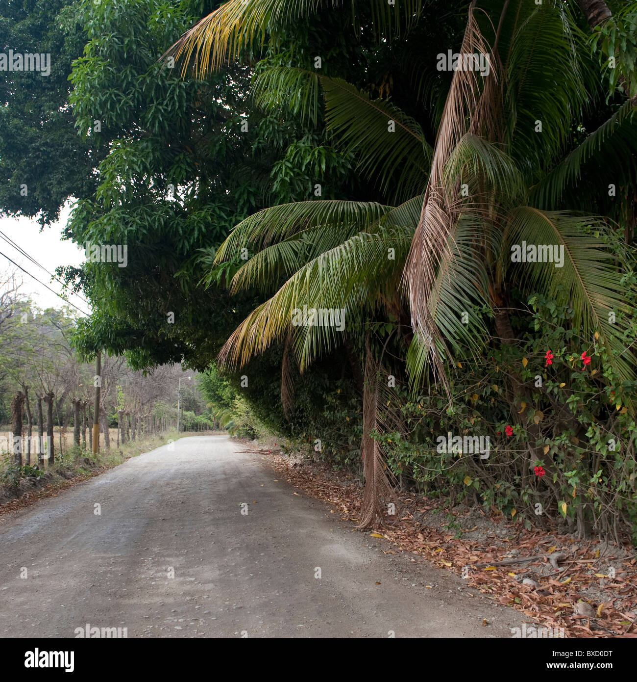 Roadway in Costa Rica Stock Photo - Alamy