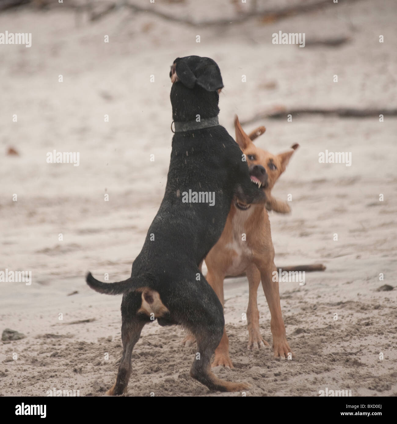 Two dogs fighting on the beach in Costa Rica Stock Photo - Alamy