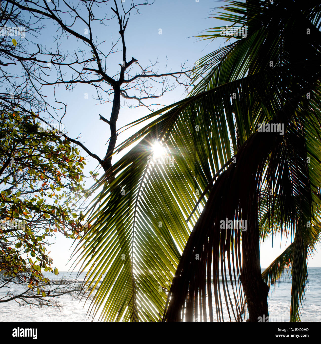 Palm tree against Costa Rica sky Stock Photo - Alamy