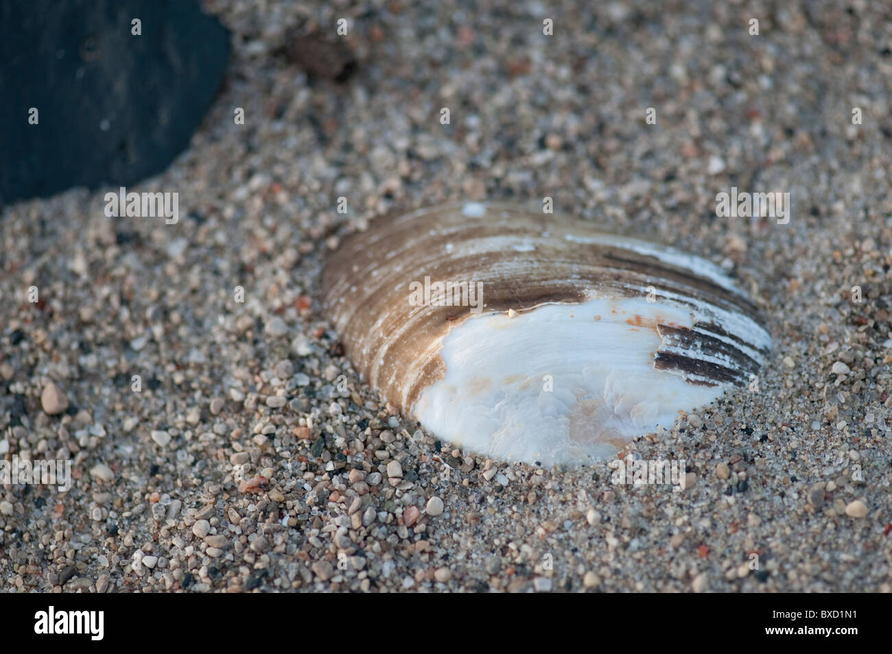 Sandy shell soil hi-res stock photography and images - Alamy