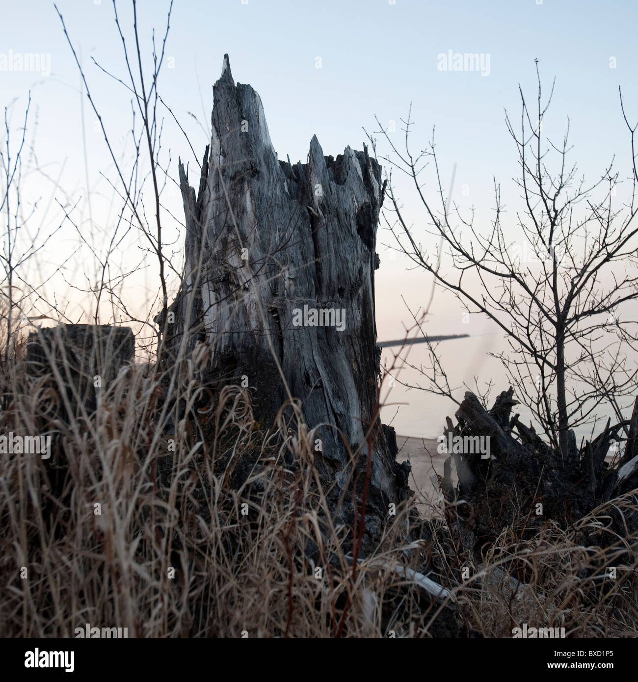 Canada tree stumps hi-res stock photography and images - Alamy