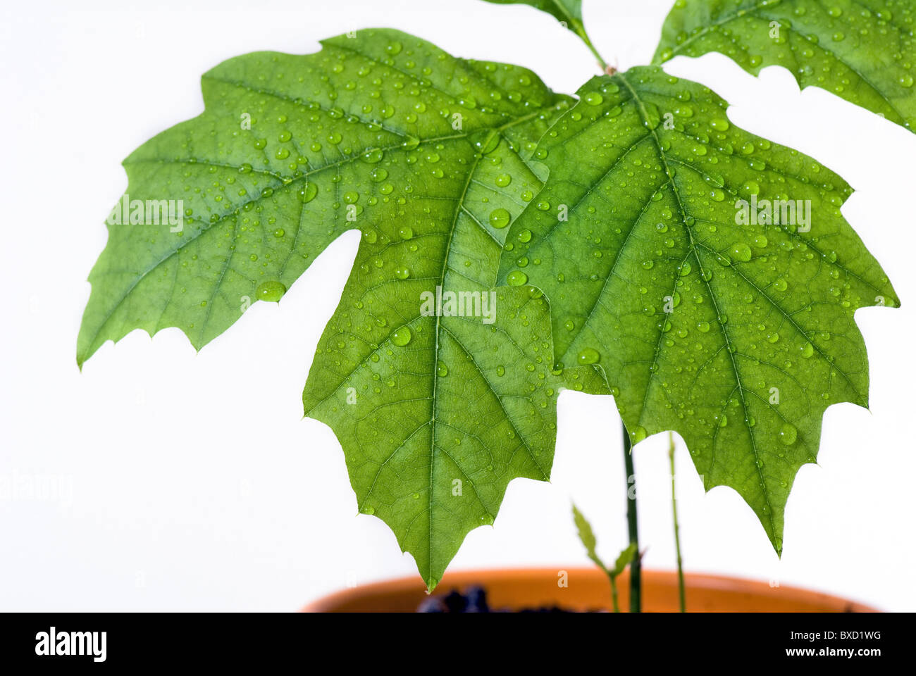Little tree hi-res stock photography and images - Alamy
