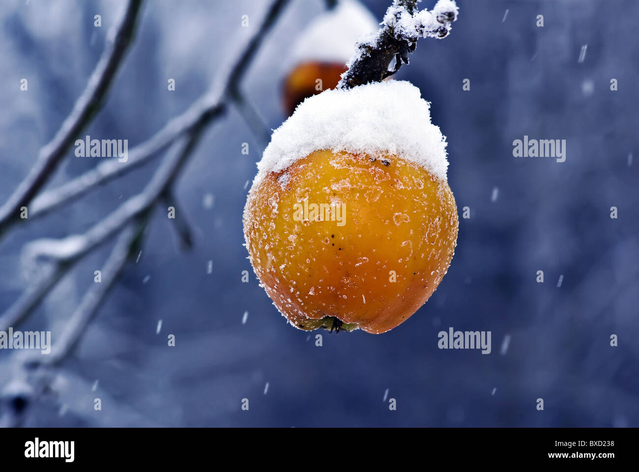 Rot apple tree hi-res stock photography and images - Alamy