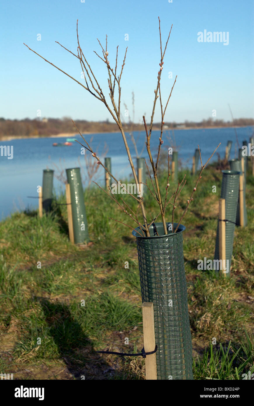 Staked tree hi-res stock photography and images - Alamy