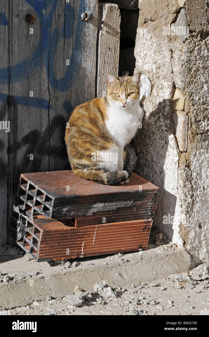 Spain pet hi-res stock photography and images - Alamy