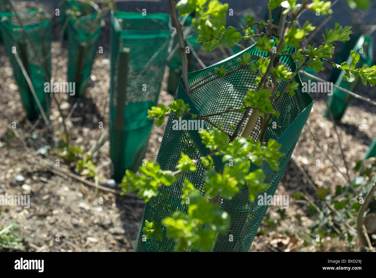 Young staked trees in protective netting Stock Photo - Alamy