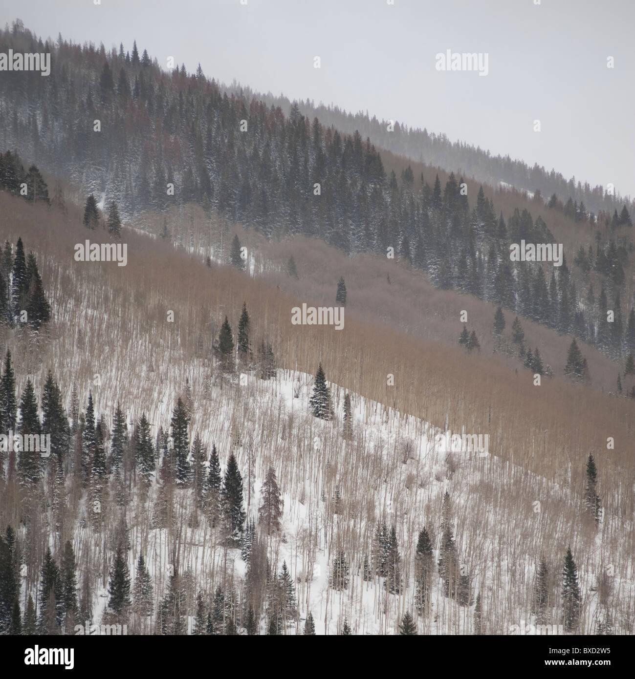 Aerial view forest in vail hi-res stock photography and images - Alamy