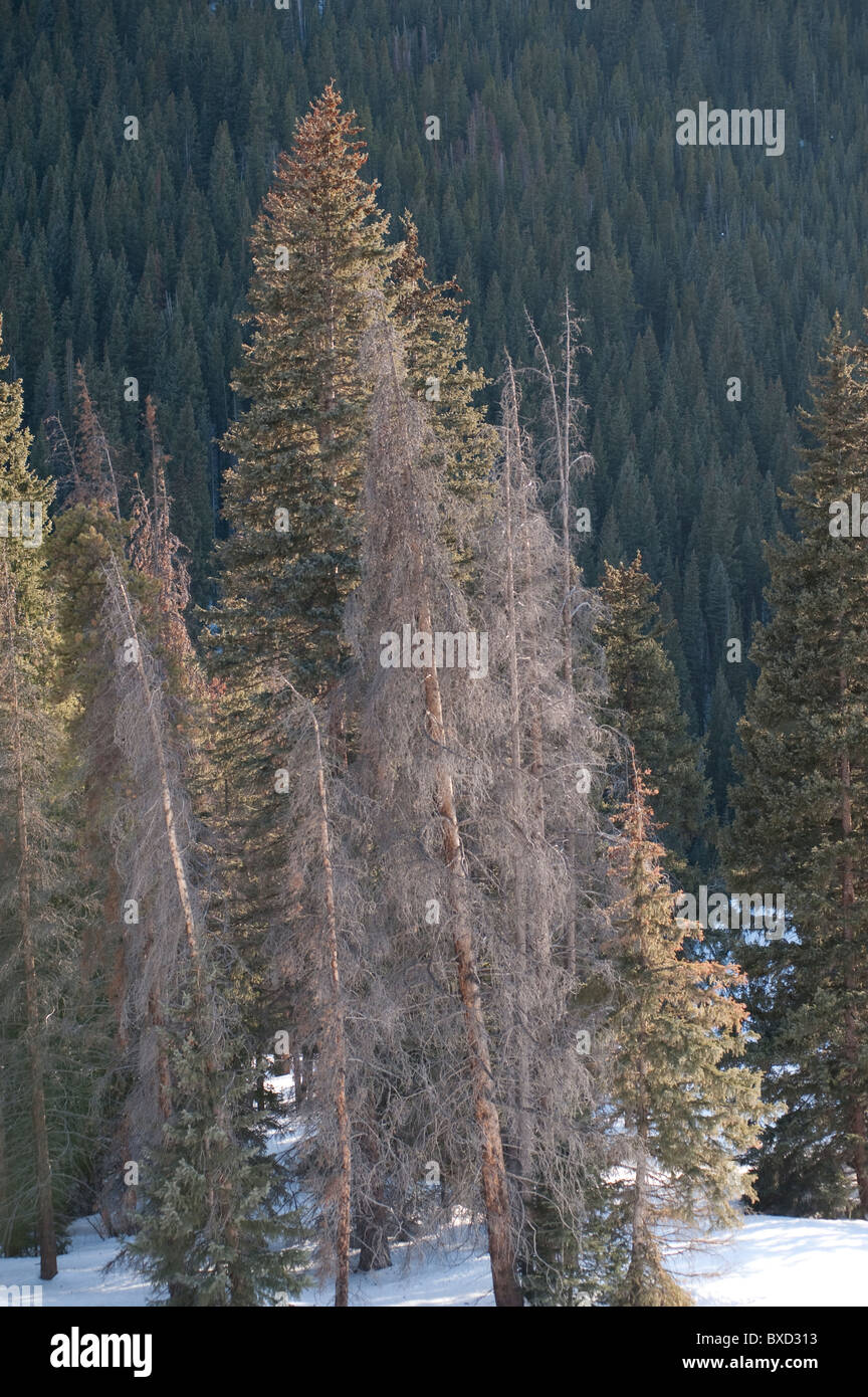 Winter landscape in Vail, Colorado Stock Photo - Alamy
