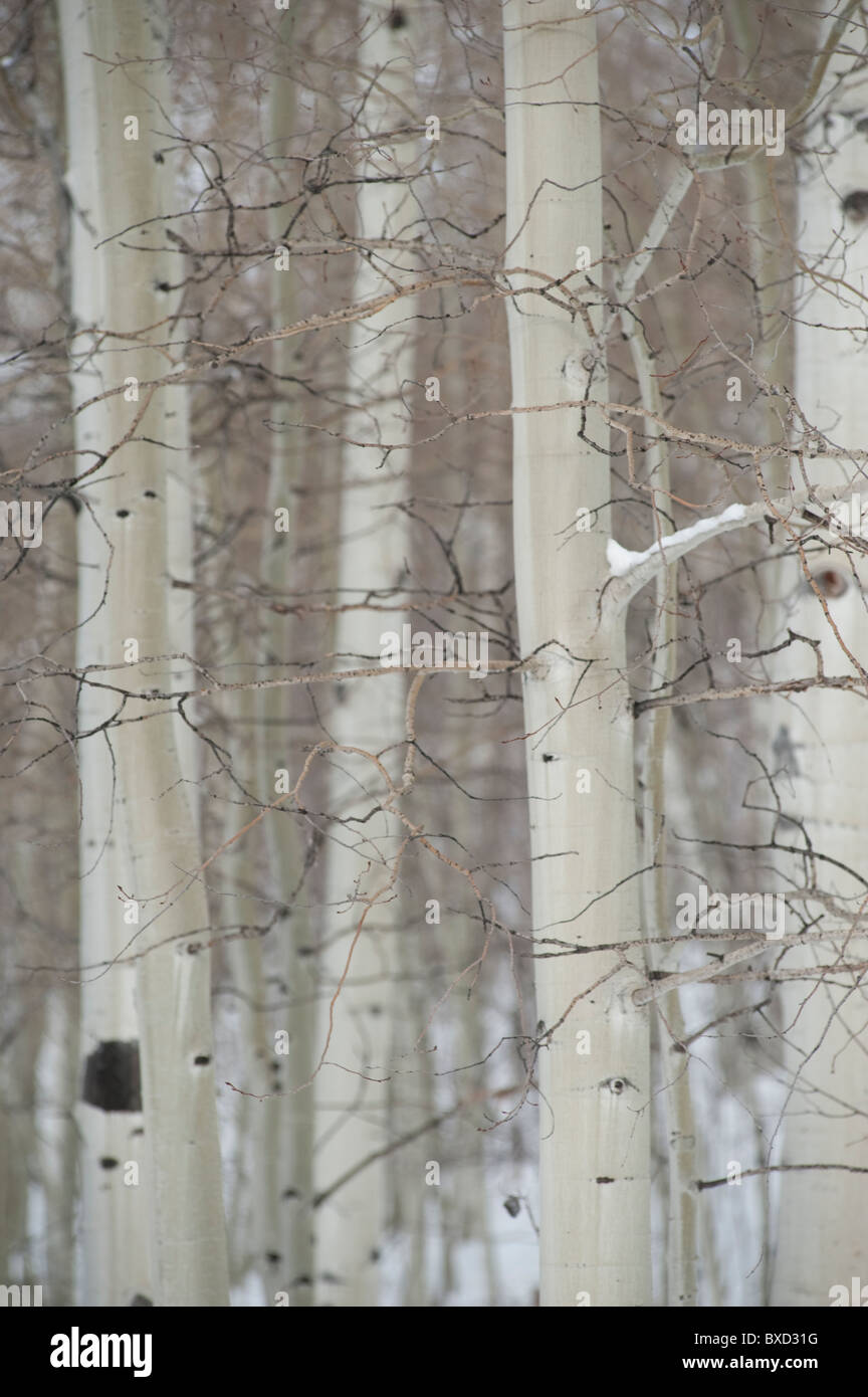 Close up of trees in Vail, Colorado Stock Photo - Alamy