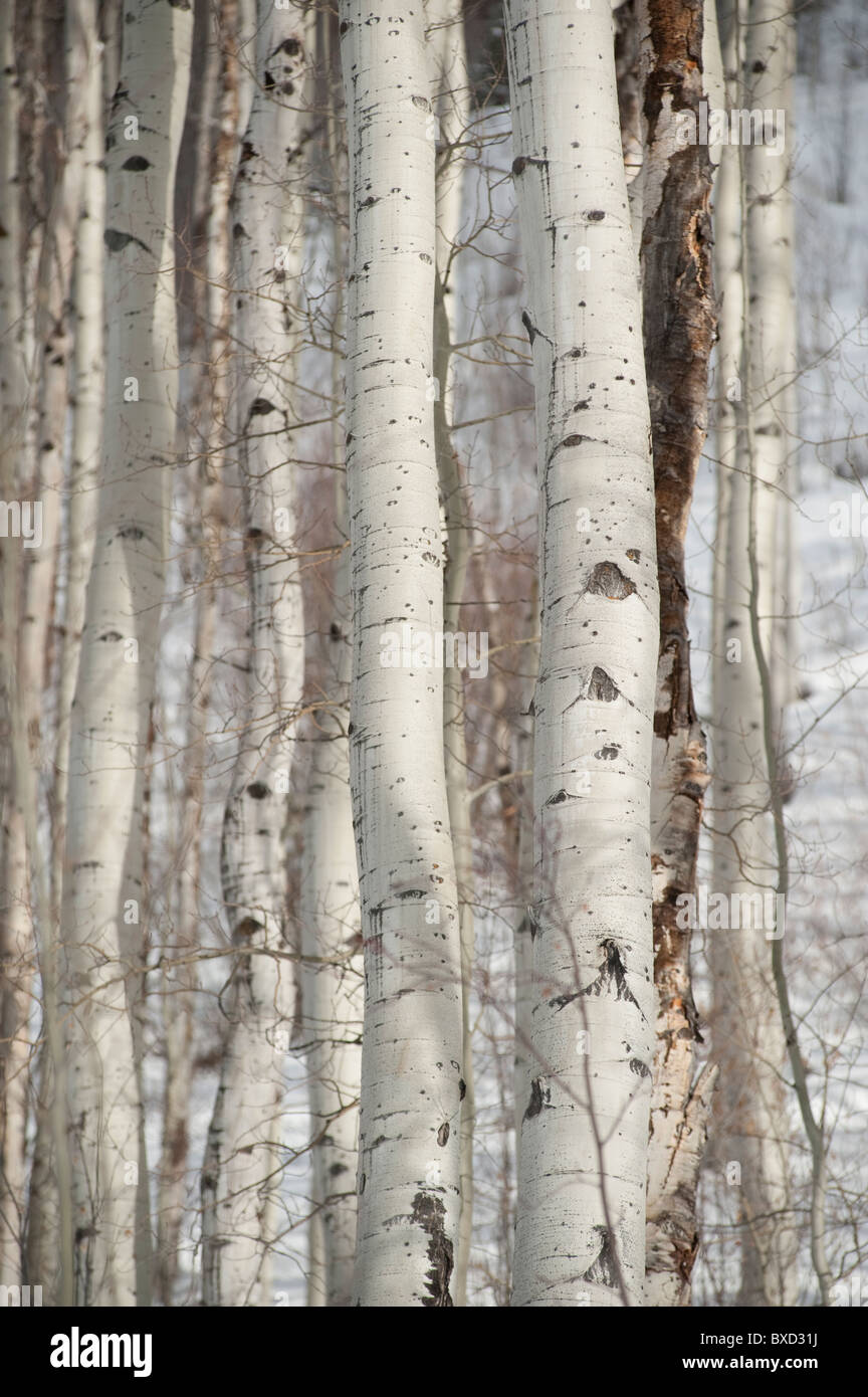 Close up of trees in Vail, Colorado Stock Photo - Alamy