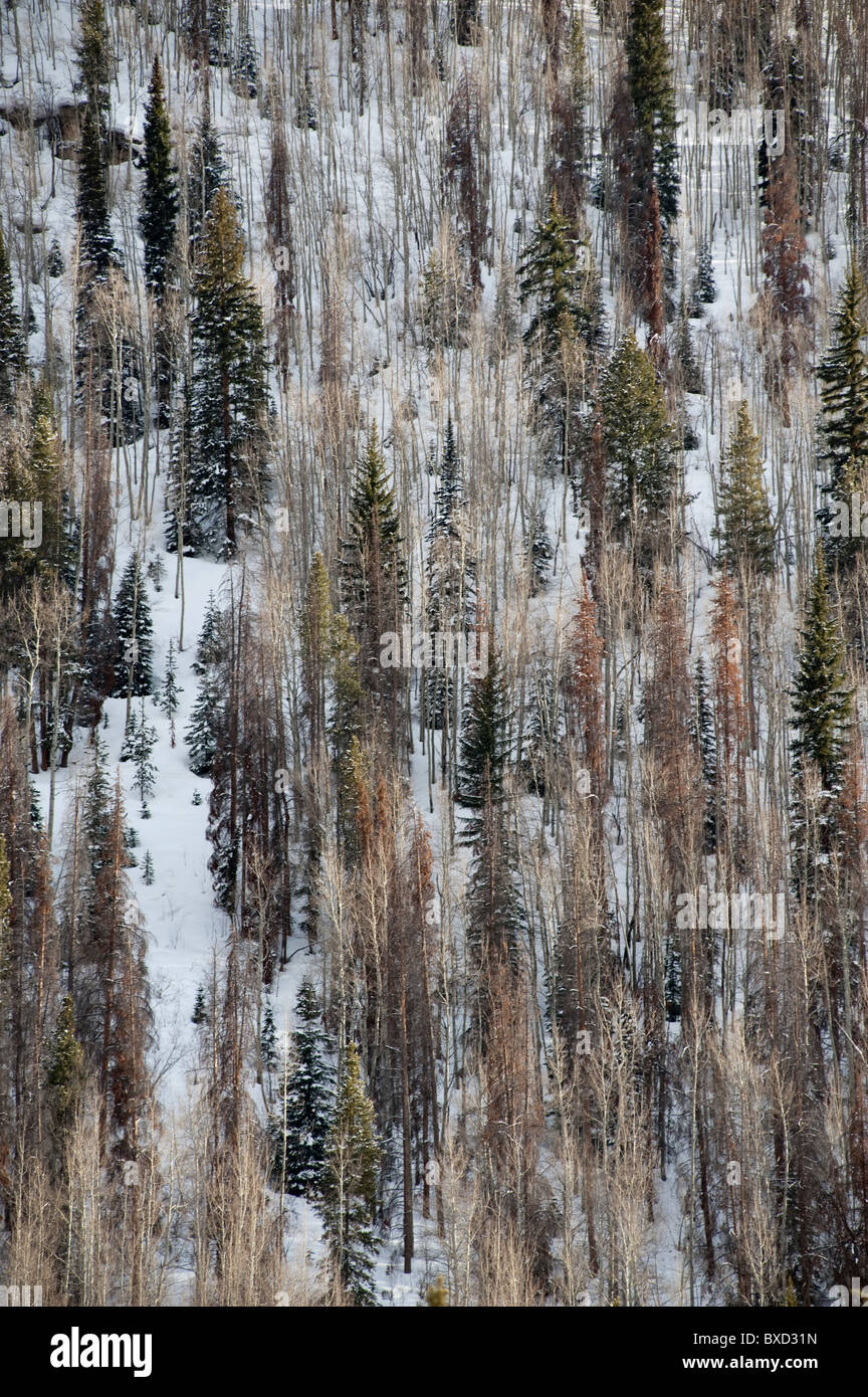 Winter landscape in Vail, Colorado Stock Photo - Alamy