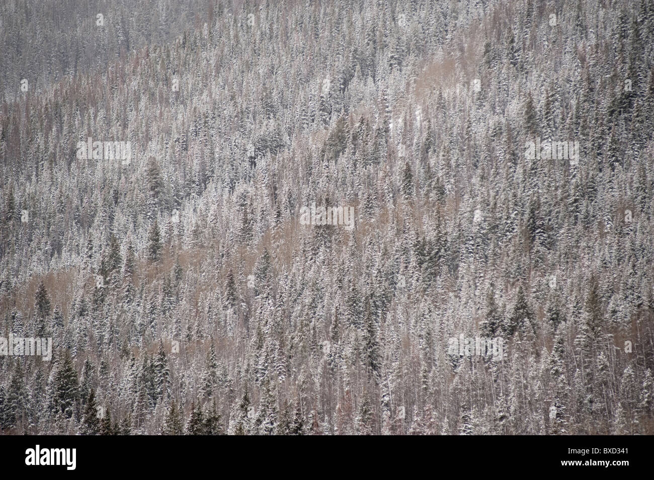 Aerial view forest in vail hi-res stock photography and images - Alamy