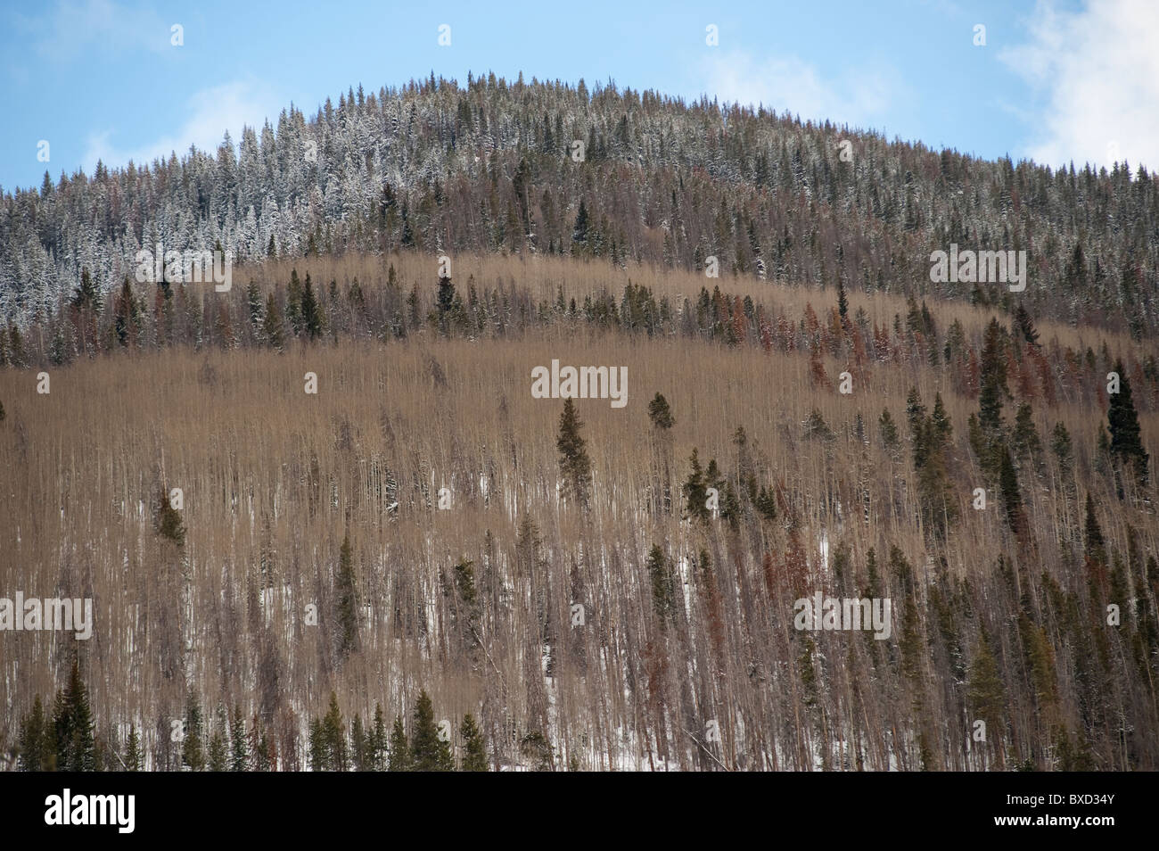 Winter landscape in Vail, Colorado Stock Photo - Alamy