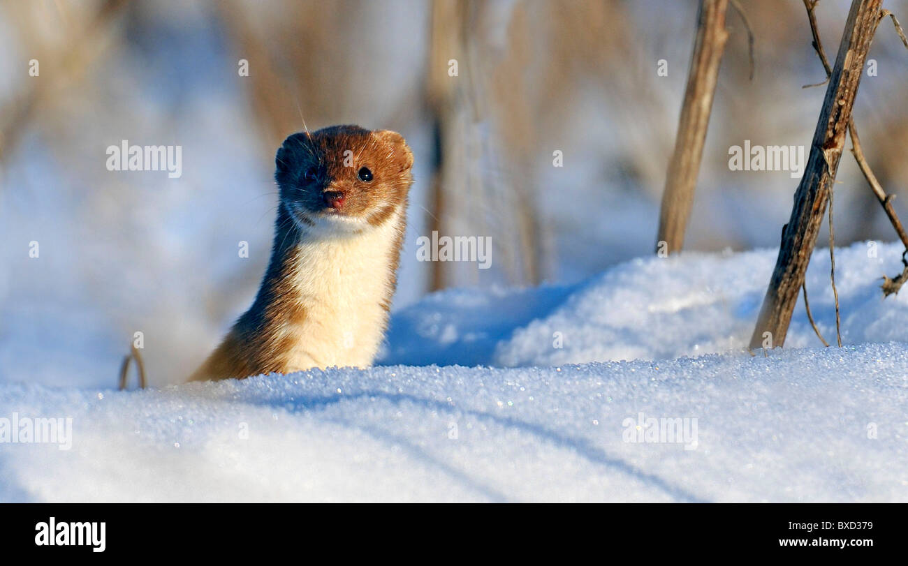 WEASEL Mustela nivalis) in snow. Suddenly its world is unrecognisable ...