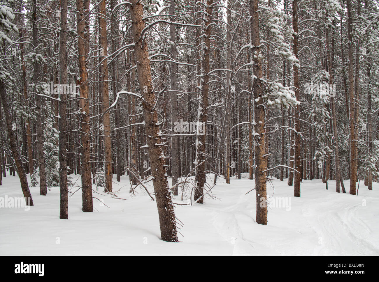 Winter landscape in Vail, Colorado Stock Photo - Alamy
