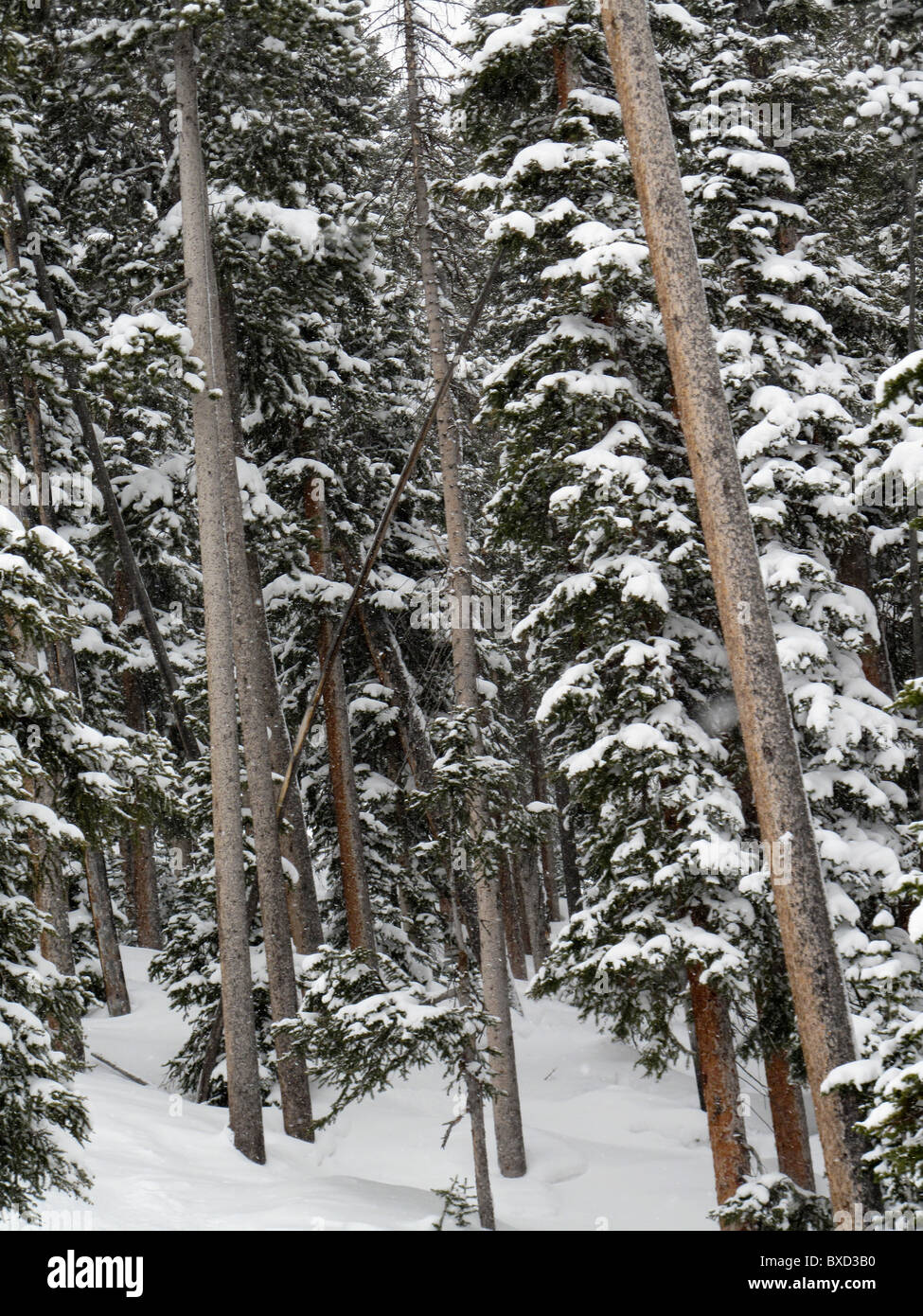 Evergreens covered with snow in Vail, Colorado Stock Photo - Alamy