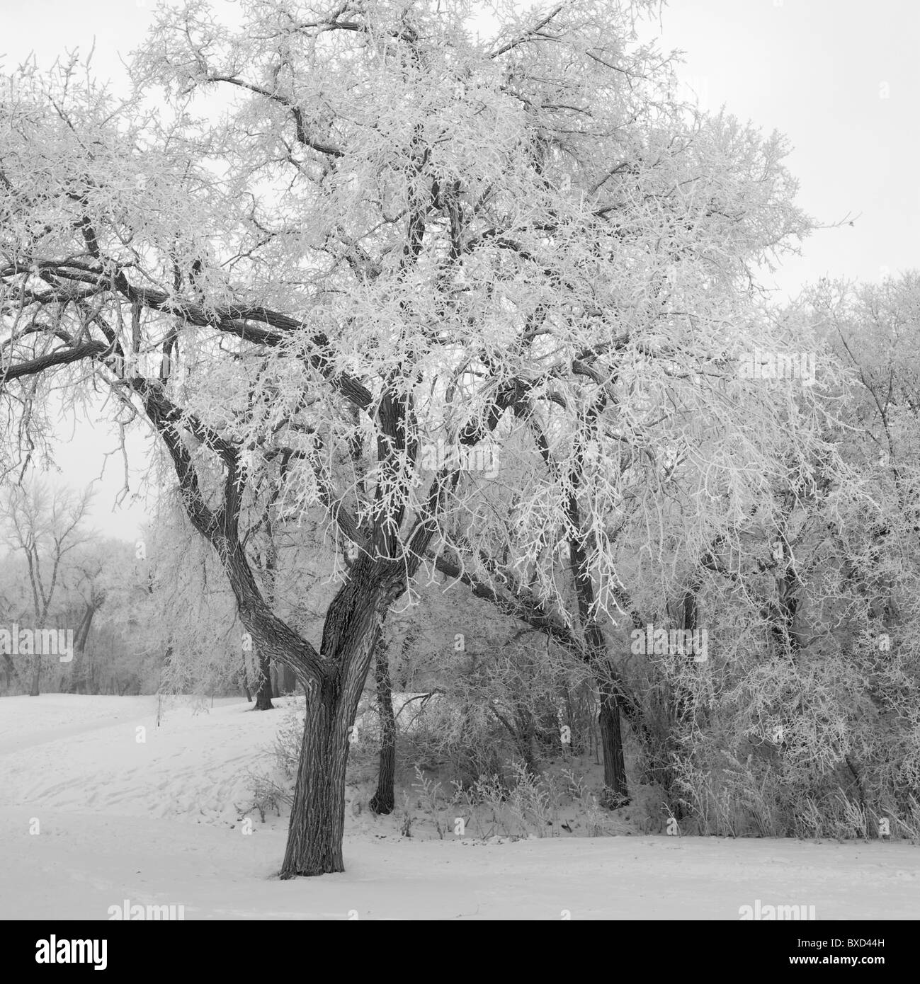 Manitoba winter Black and White Stock Photos & Images - Alamy