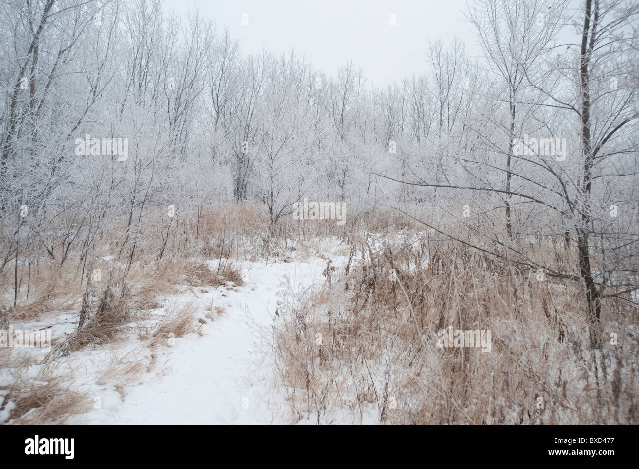 Winnipeg, Winter Frost Stock Photo - Alamy