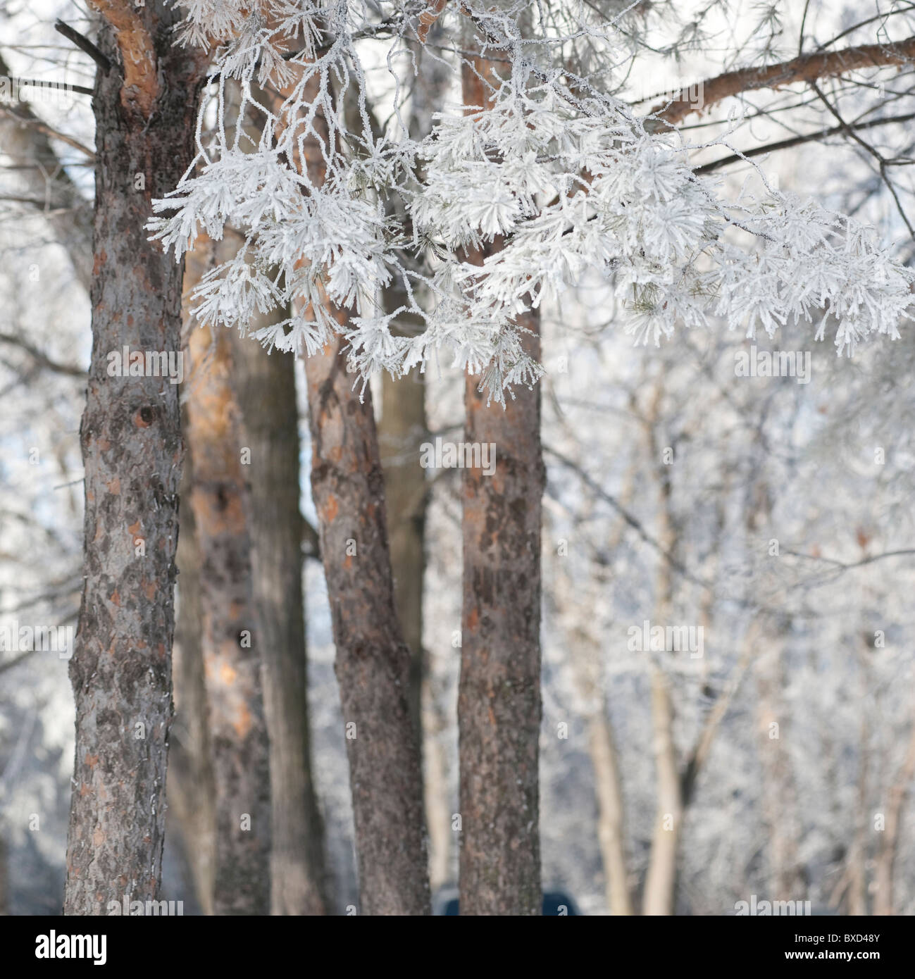 Winnipeg, Winter Frost Stock Photo - Alamy
