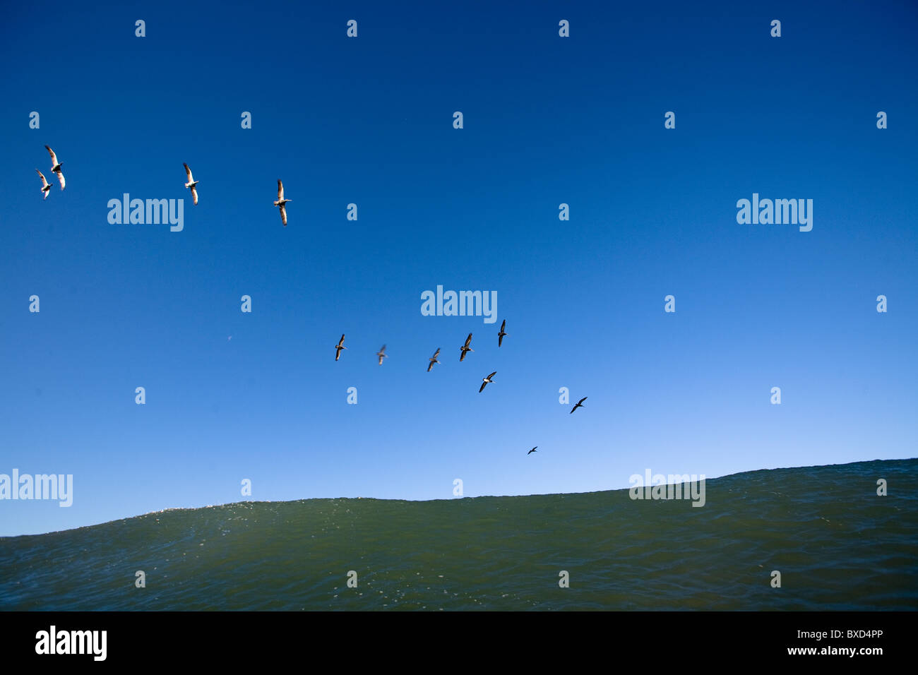 A flock of pelicans fly over a wave Stock Photo - Alamy