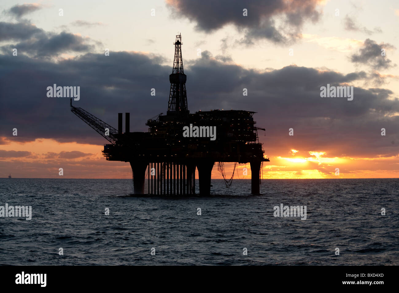 Dunlin A at sunset Stock Photo - Alamy