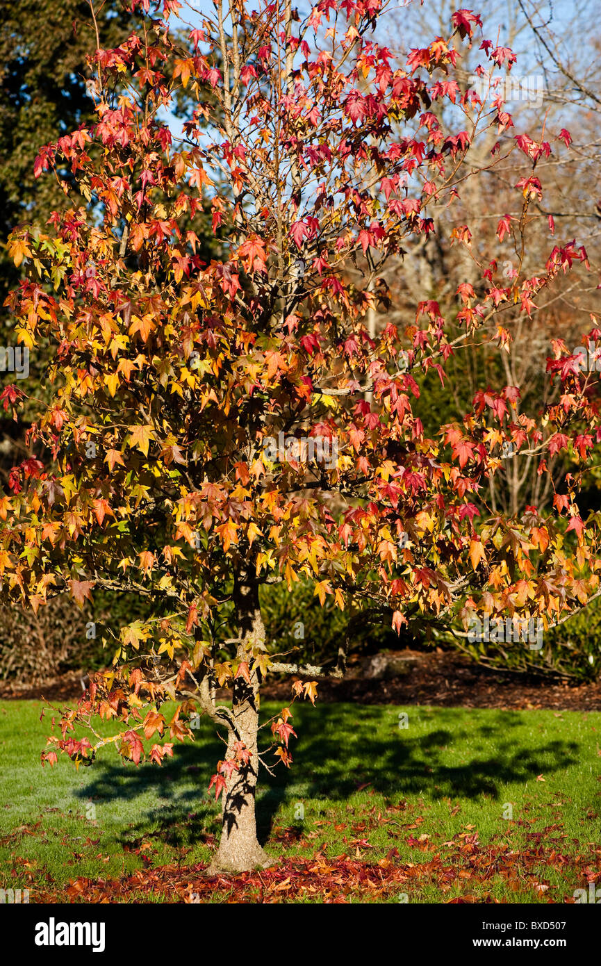 Liquidambar Styraciflua Lane Roberts High Resolution Stock Photography and Images - Alamy