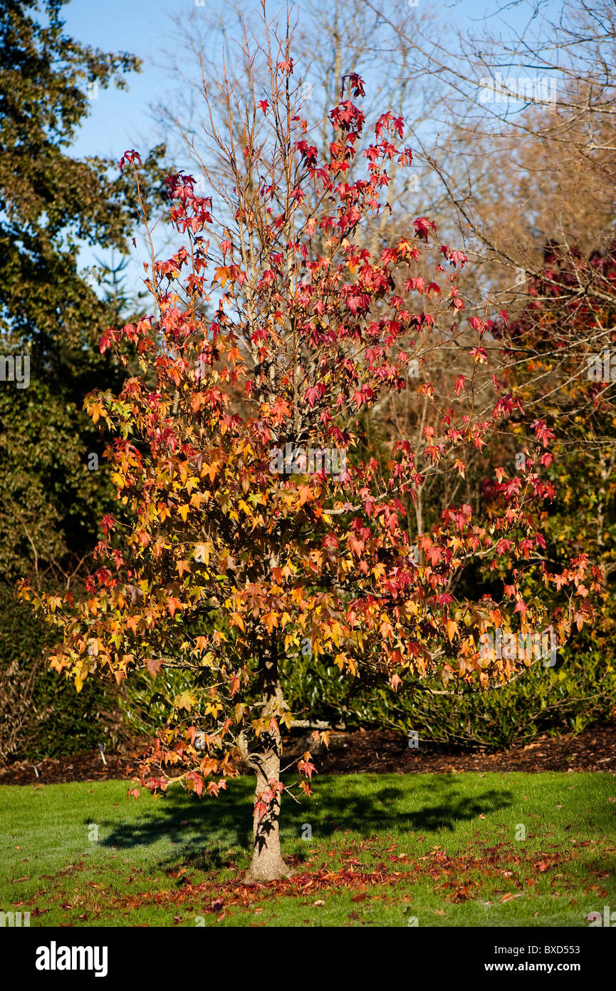 Liquidambar styraciflua lane roberts hi-res stock photography and images - Alamy