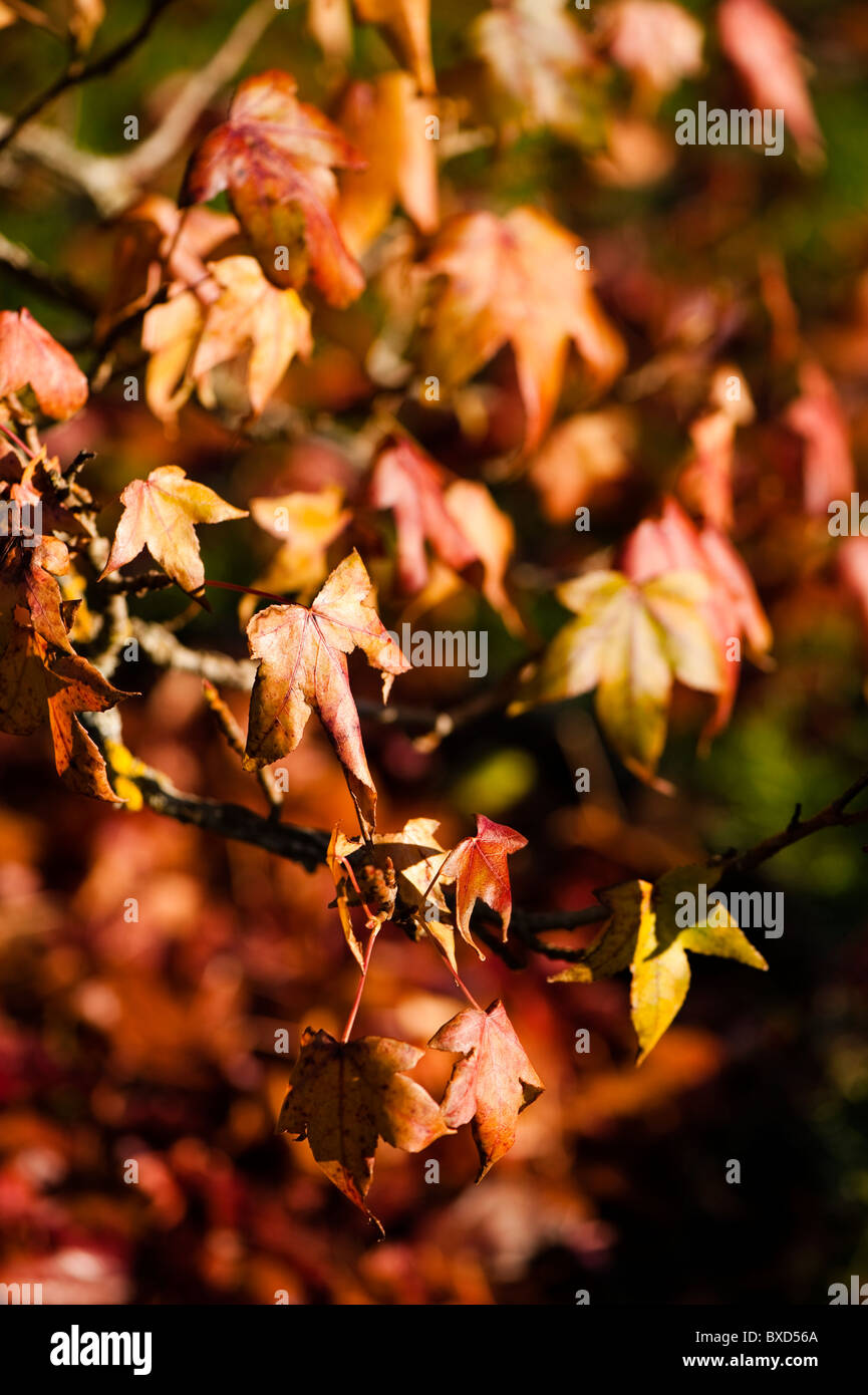 Liquidambar styraciflua lane roberts hi-res stock photography and images - Alamy