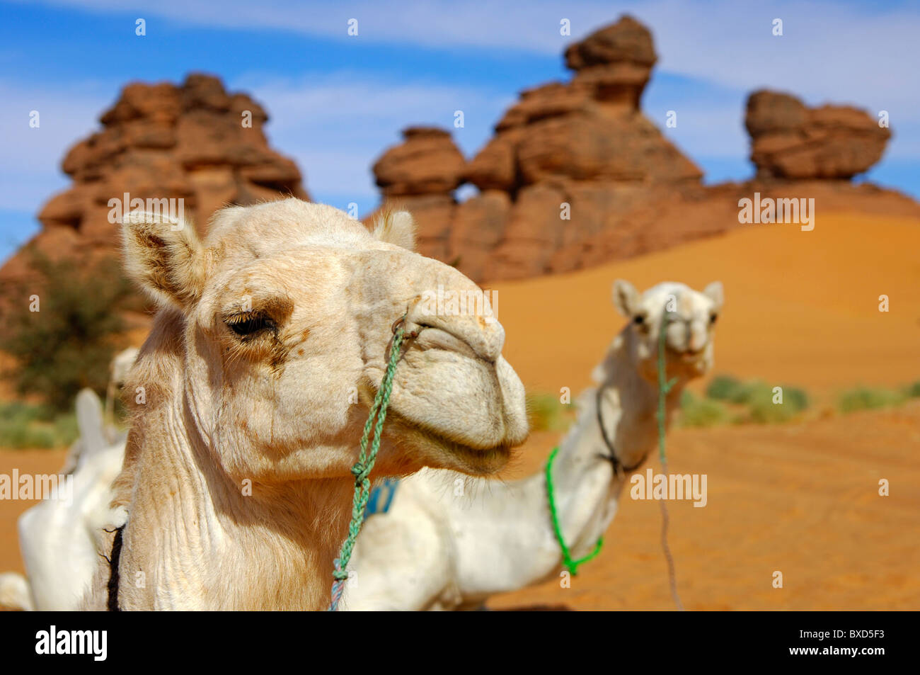 Libya tuareg camel africa desert hi-res stock photography and images ...