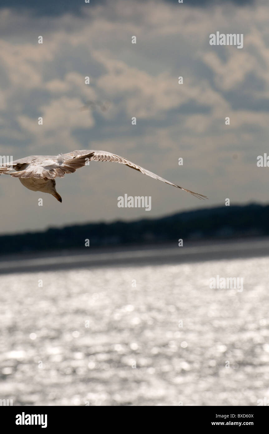 Sea gull in flight Stock Photo - Alamy