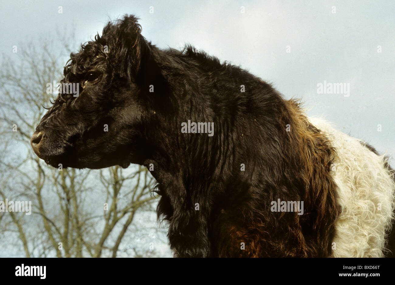 Black cow with white band hi-res stock photography and images - Alamy