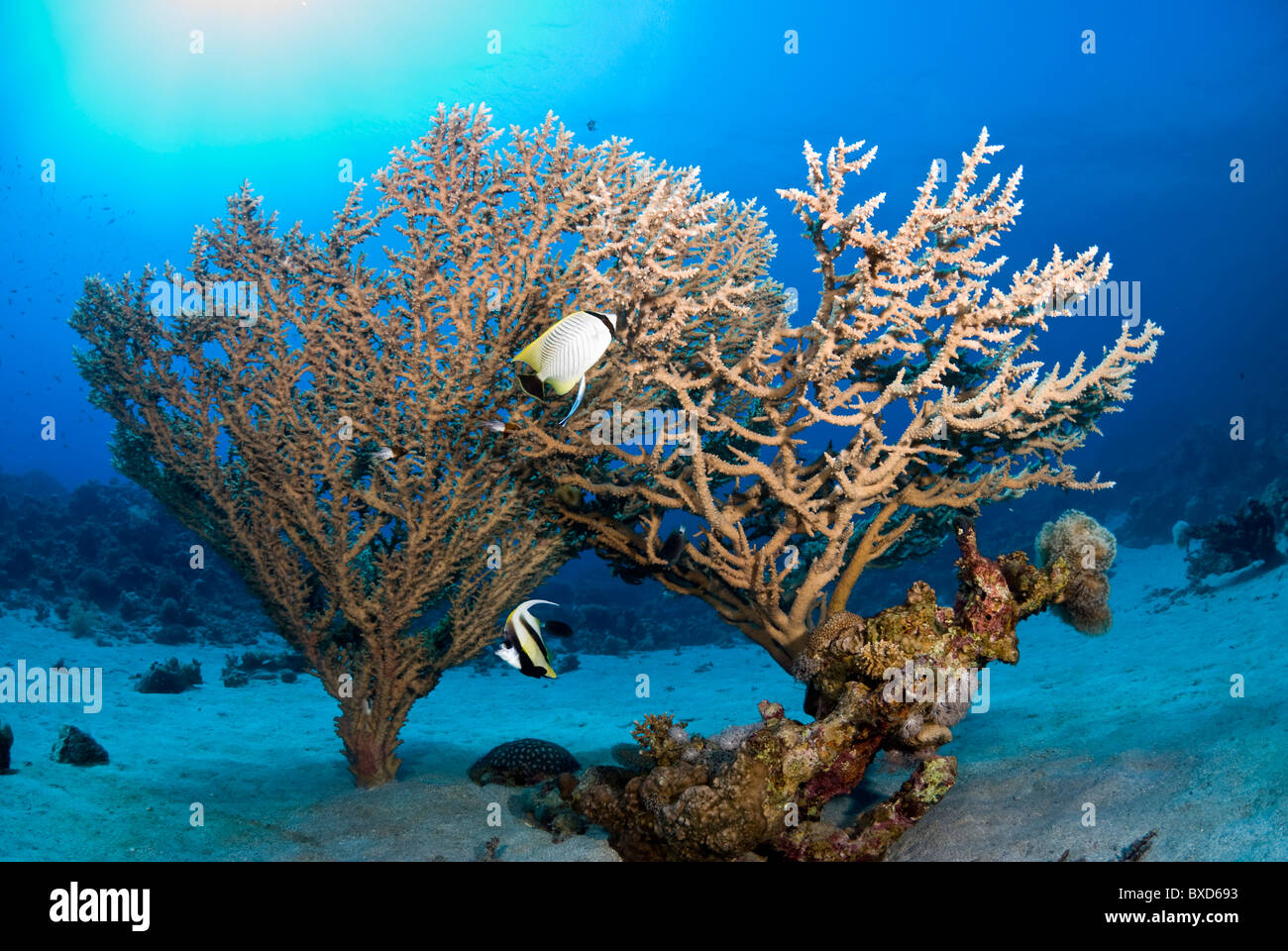 Table coral, Dahab, Egypt, Red Sea Stock Photo - Alamy