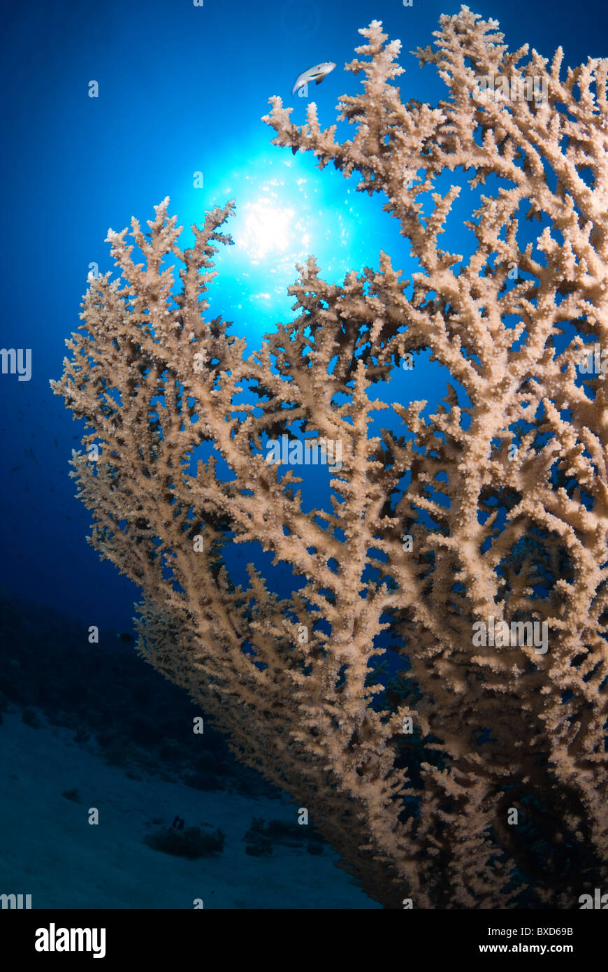 Table coral, Dahab, Egypt, Red Sea Stock Photo - Alamy
