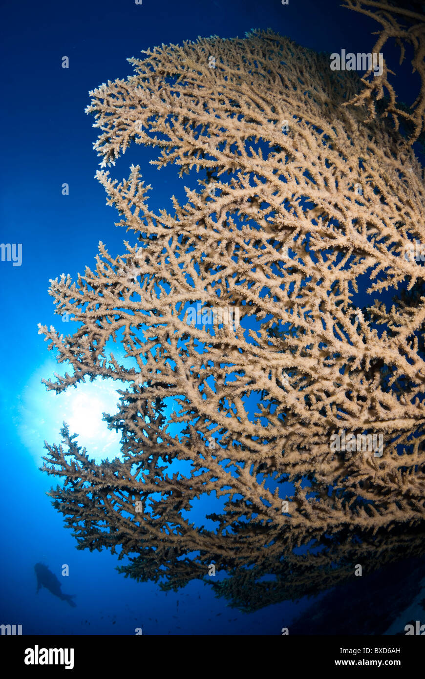 Table coral, Dahab, Egypt, Red Sea Stock Photo - Alamy
