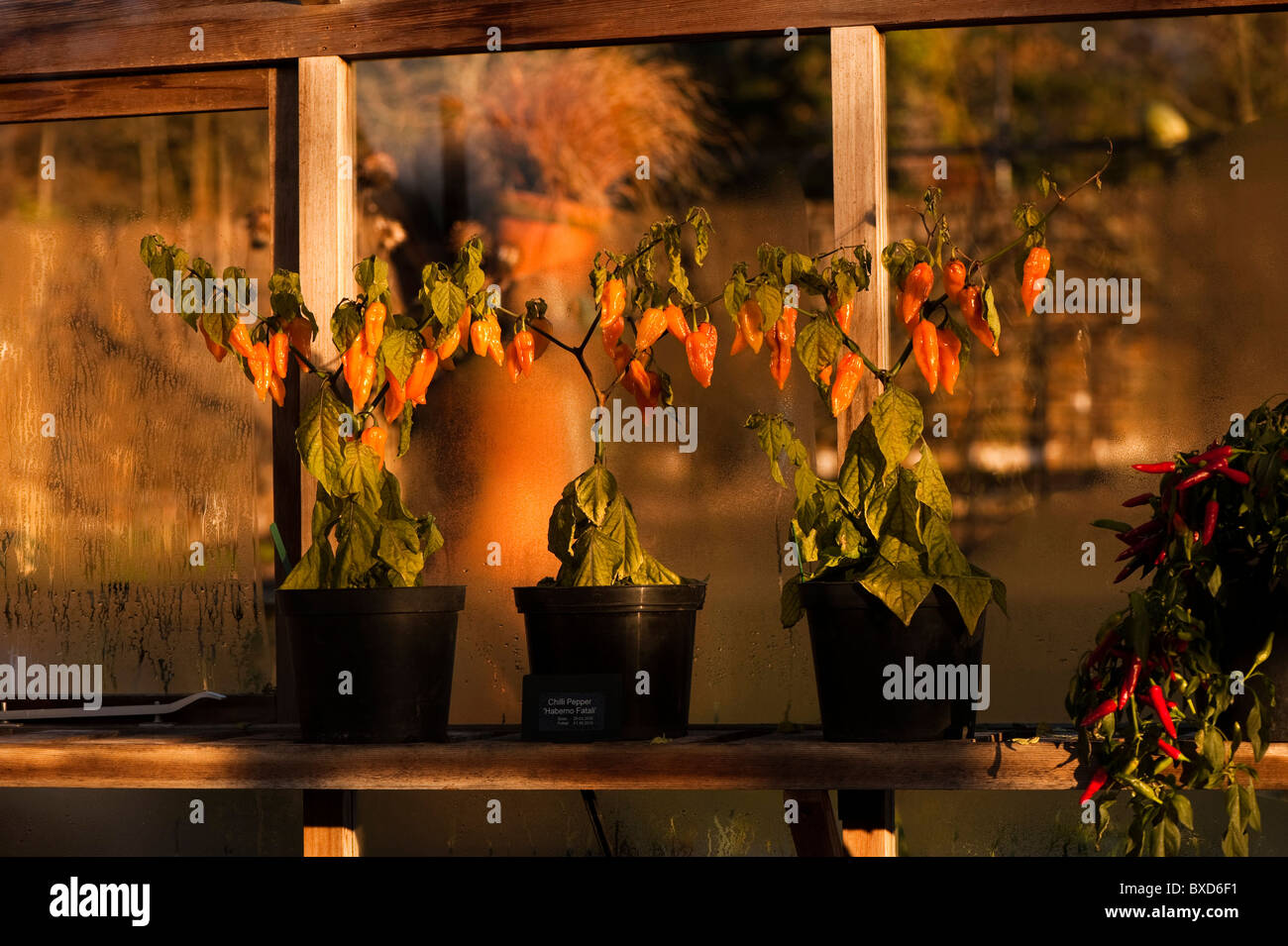Chilli Peppers ‘Haberno Fatali’, growing in a greenhouse at RHS ...