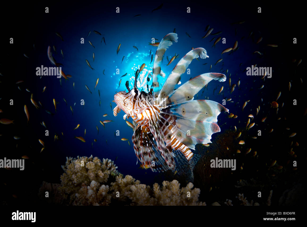 Blue Lionfish Nemos Reef