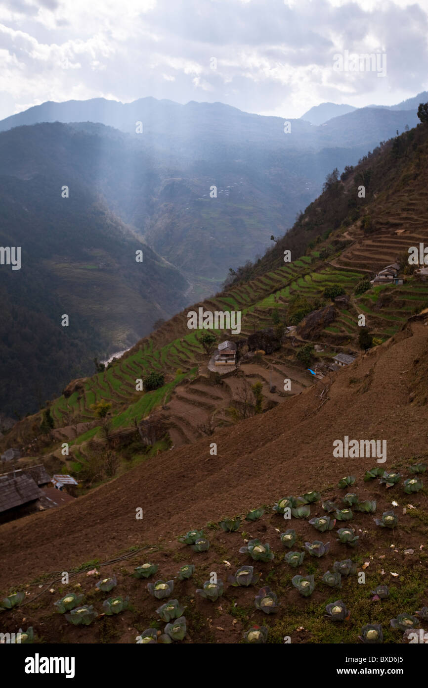 Cabbages patches mark the upper terraces of a village in Nepal Stock ...