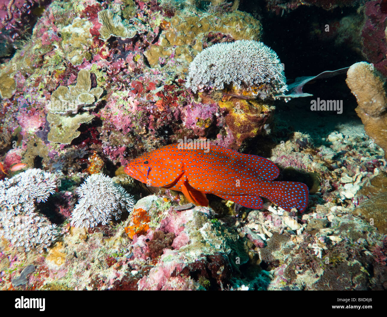 Coral grouper, Cephalopholis miniata Stock Photo - Alamy